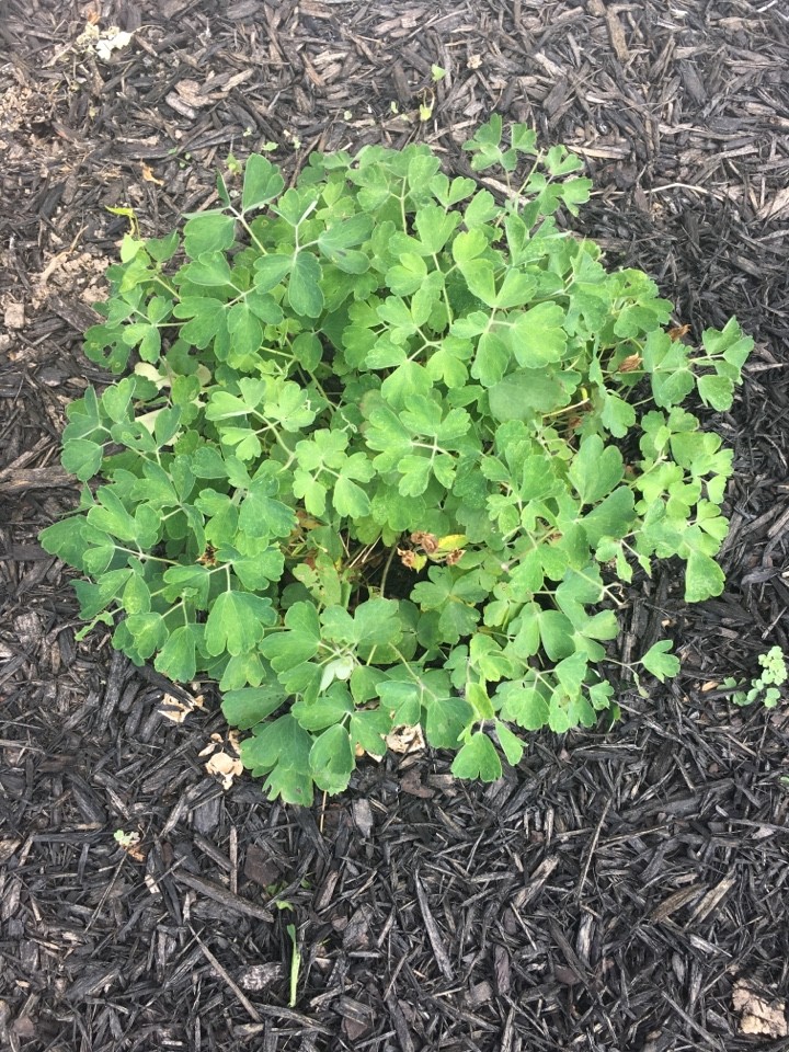 Columbine (Aquilegia) Flower, Leaf, Care, Uses - PictureThis