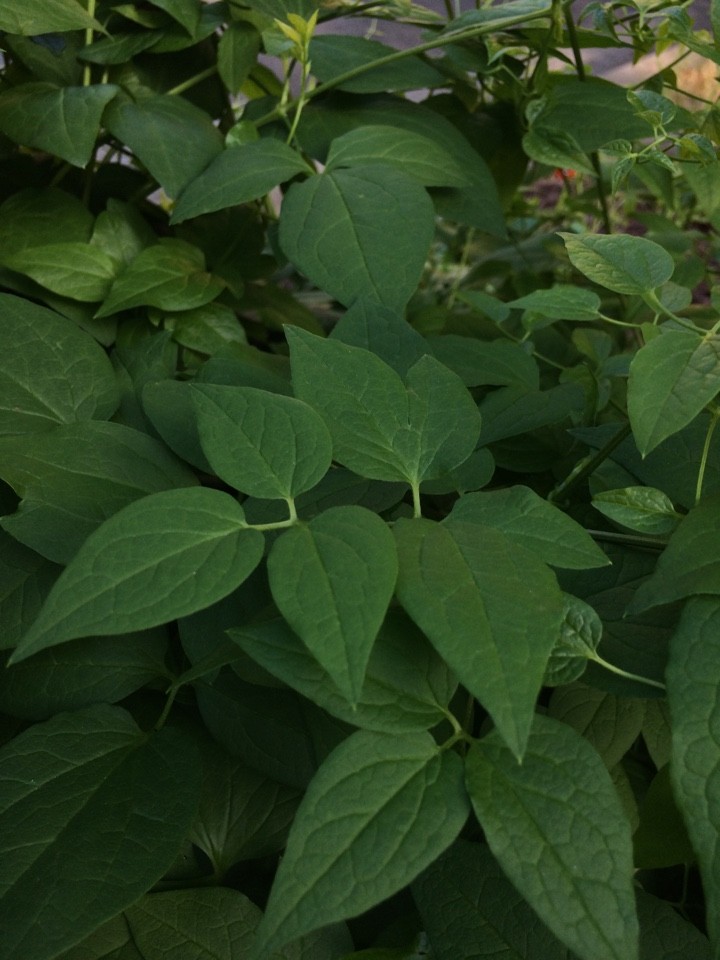 Clematis Care (Watering, Fertilize, Pruning, Propagation) - PictureThis