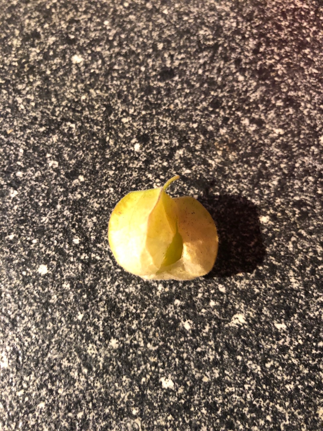 Physalis Flower, Leaf, Care, Uses - PictureThis