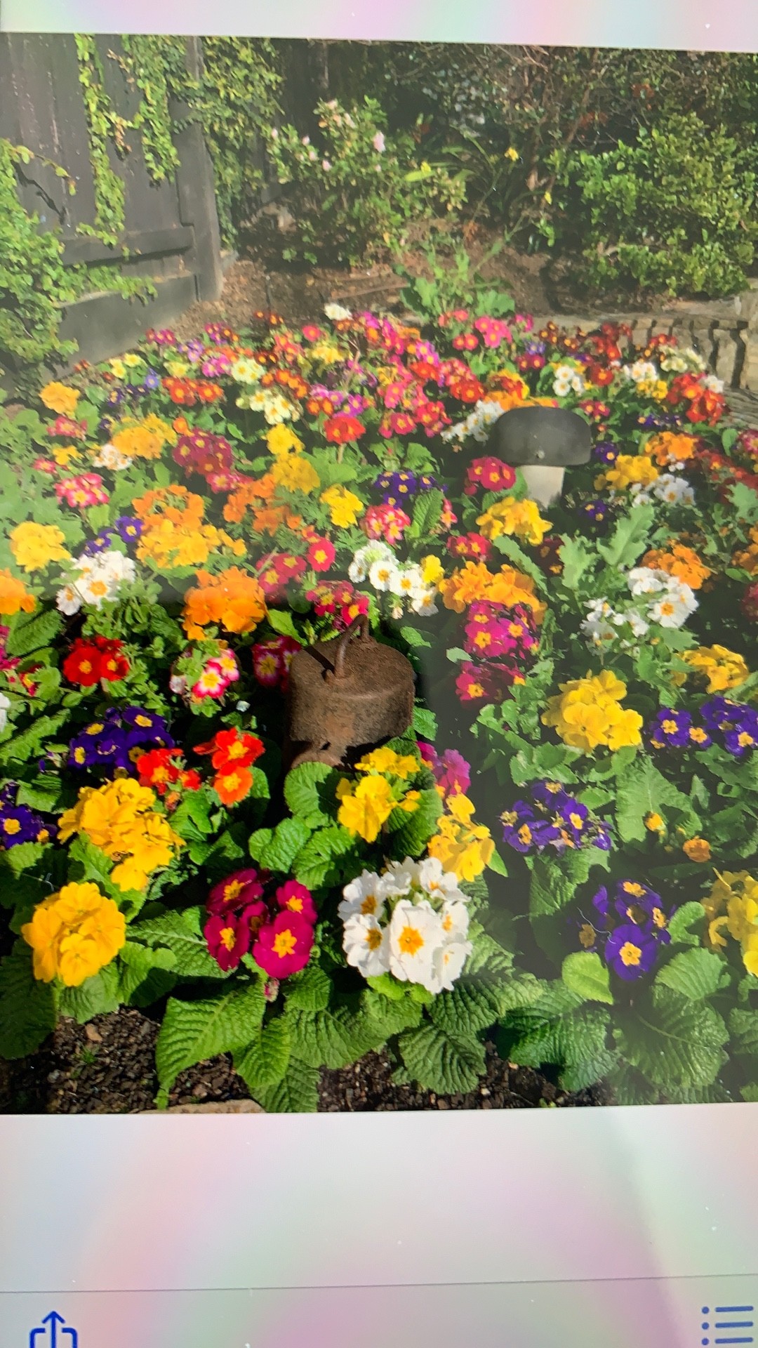 Primroses (Primula) Flower, Leaf, Care, Uses - PictureThis