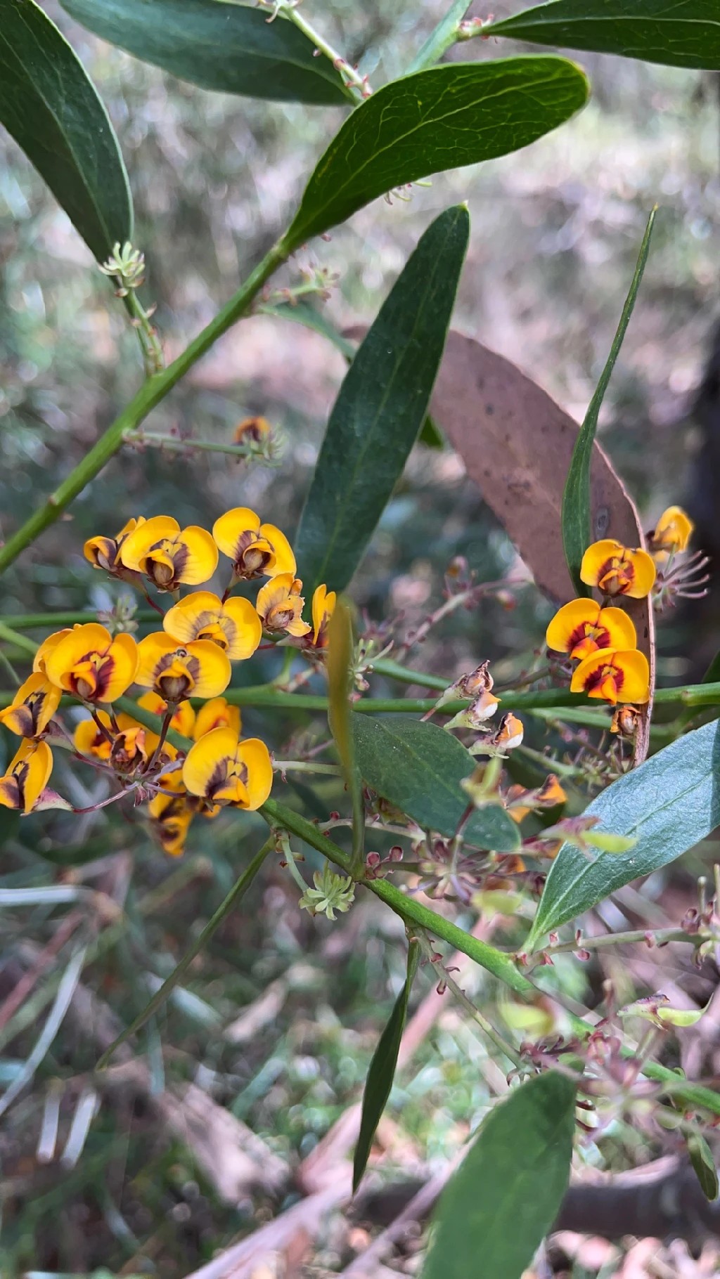 Daviesia - PictureThis