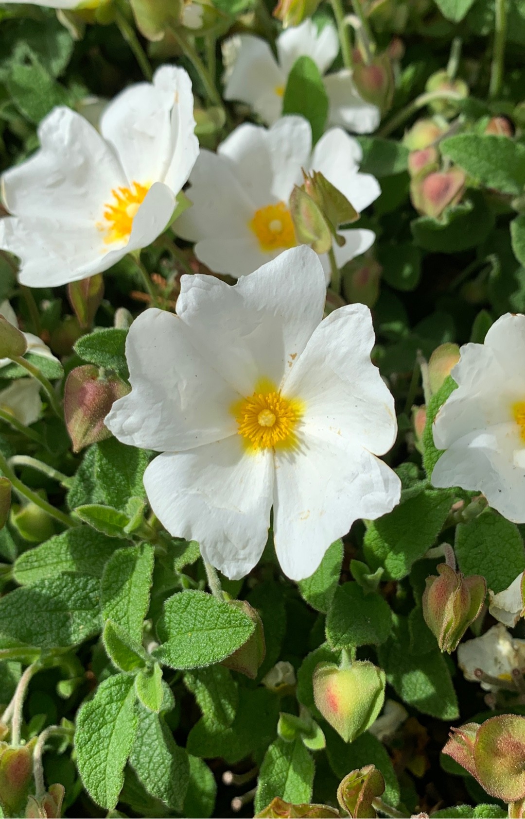 Cistus salviifolius 'Prostratus' - PictureThis