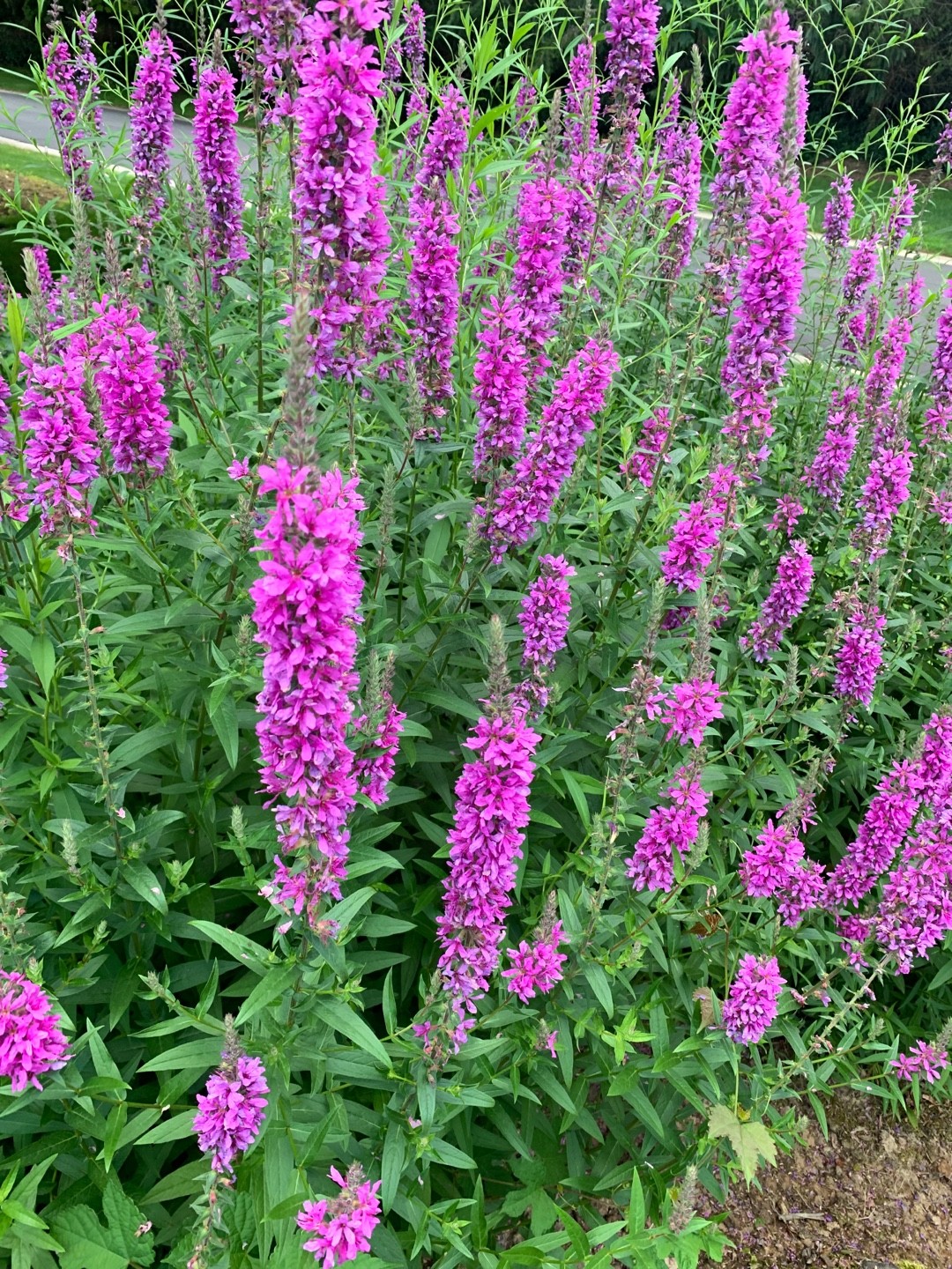 Lythrum salicaria 'Robert' - PictureThis