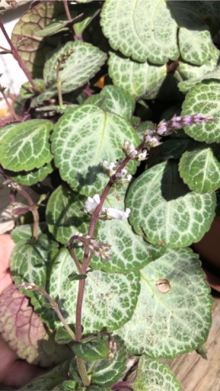 How to Plant and Grow Silverleaf spurflower(Plectranthus oertendahlii)