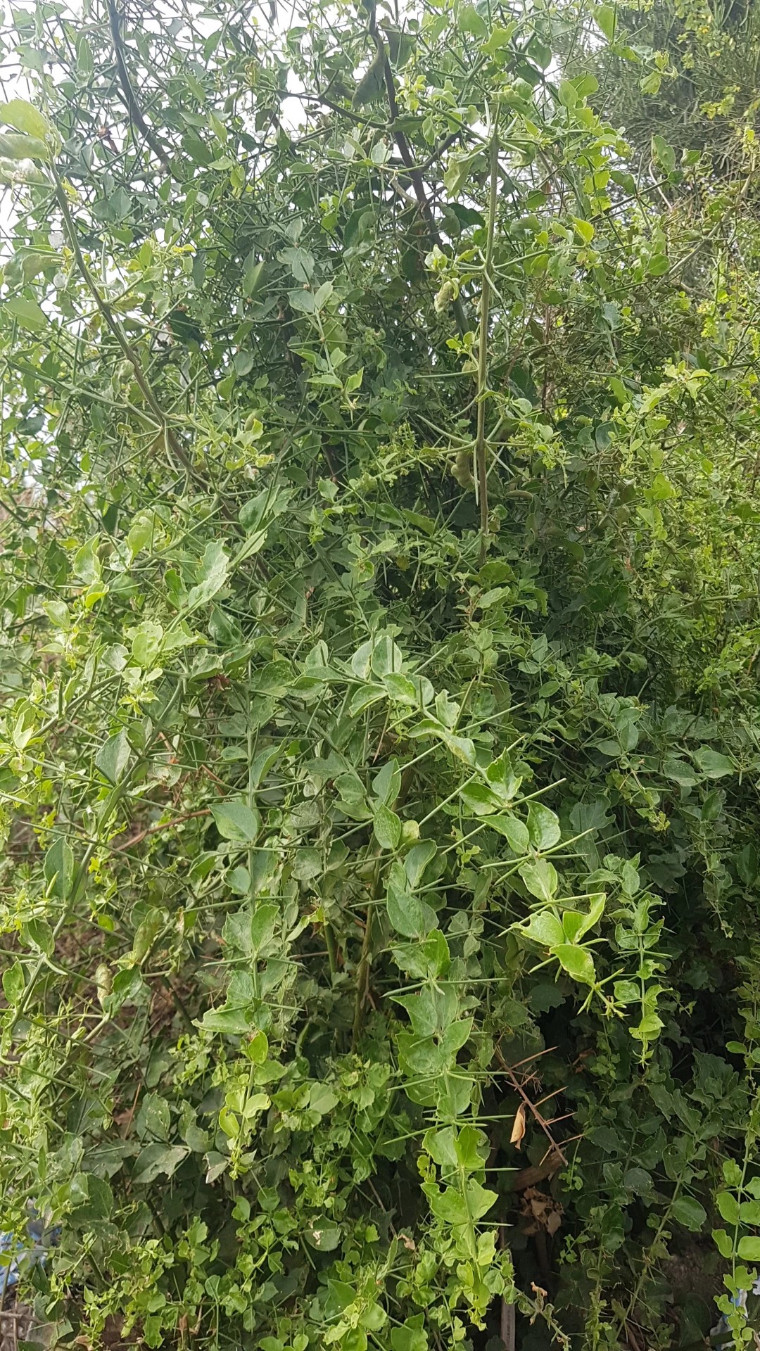 Азима (Azima) - PictureThis