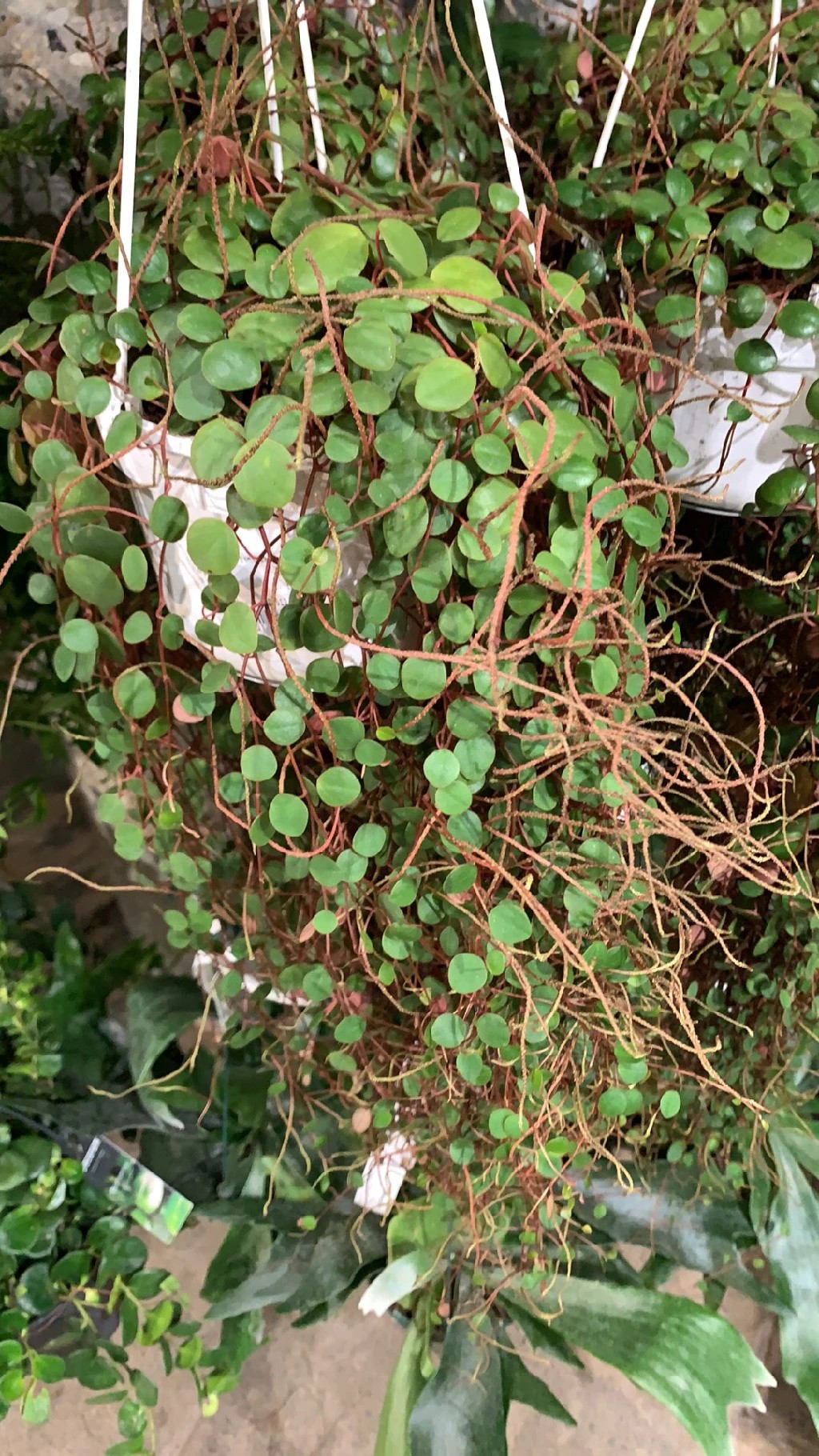 Peperomia 'Ruby cascade' (Peperomia 'Ruby Cascade') - PictureThis