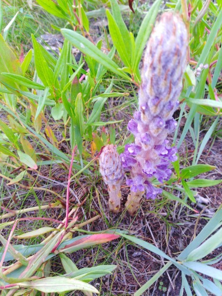 Orobanche coerulescens - PictureThis