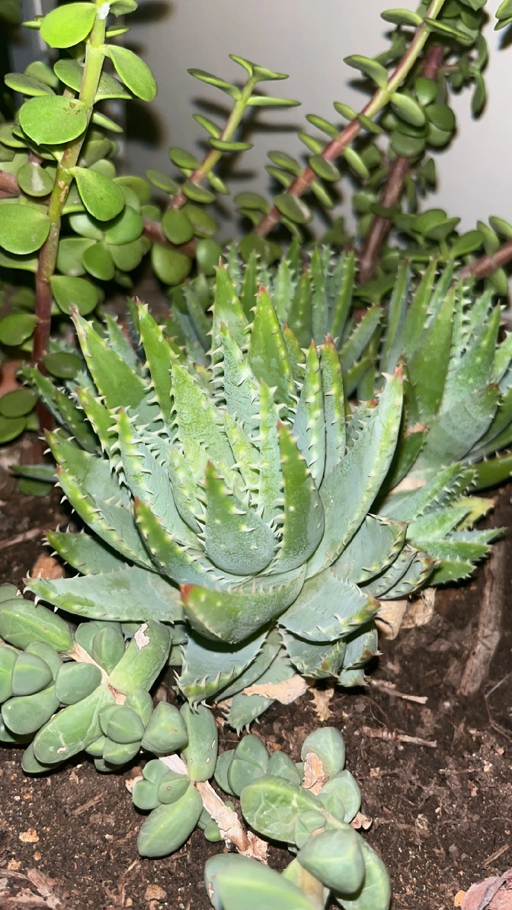 Aloe brevifolia - PictureThis