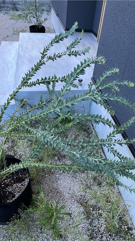 How to Plant and Grow Knife acacia(Acacia cultriformis)