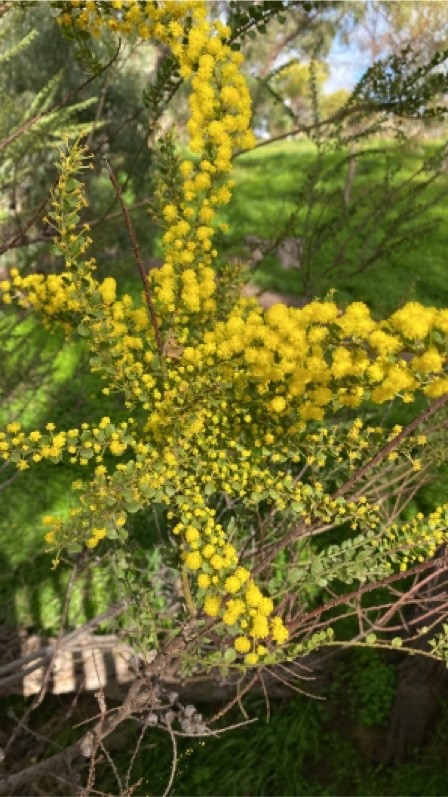 How to Plant and Grow Knife acacia(Acacia cultriformis)