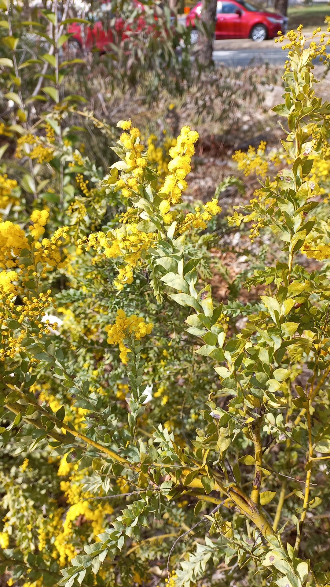 How to Plant and Grow Knife acacia(Acacia cultriformis)