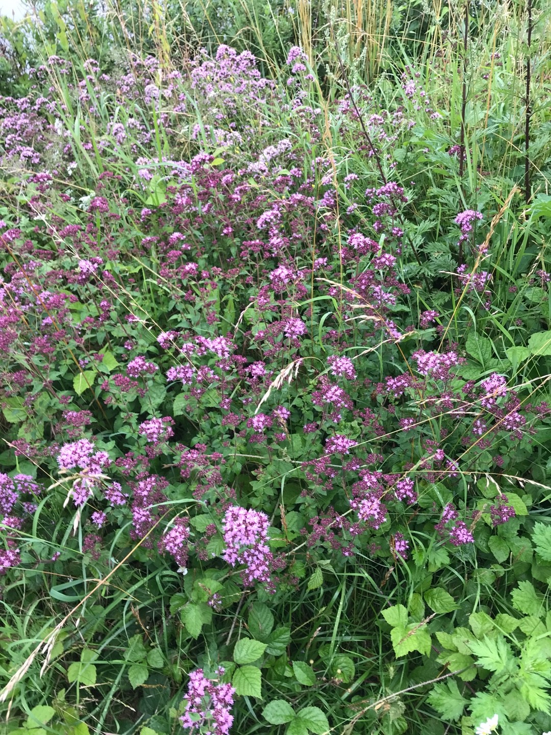 Origanum laevigatum - PictureThis