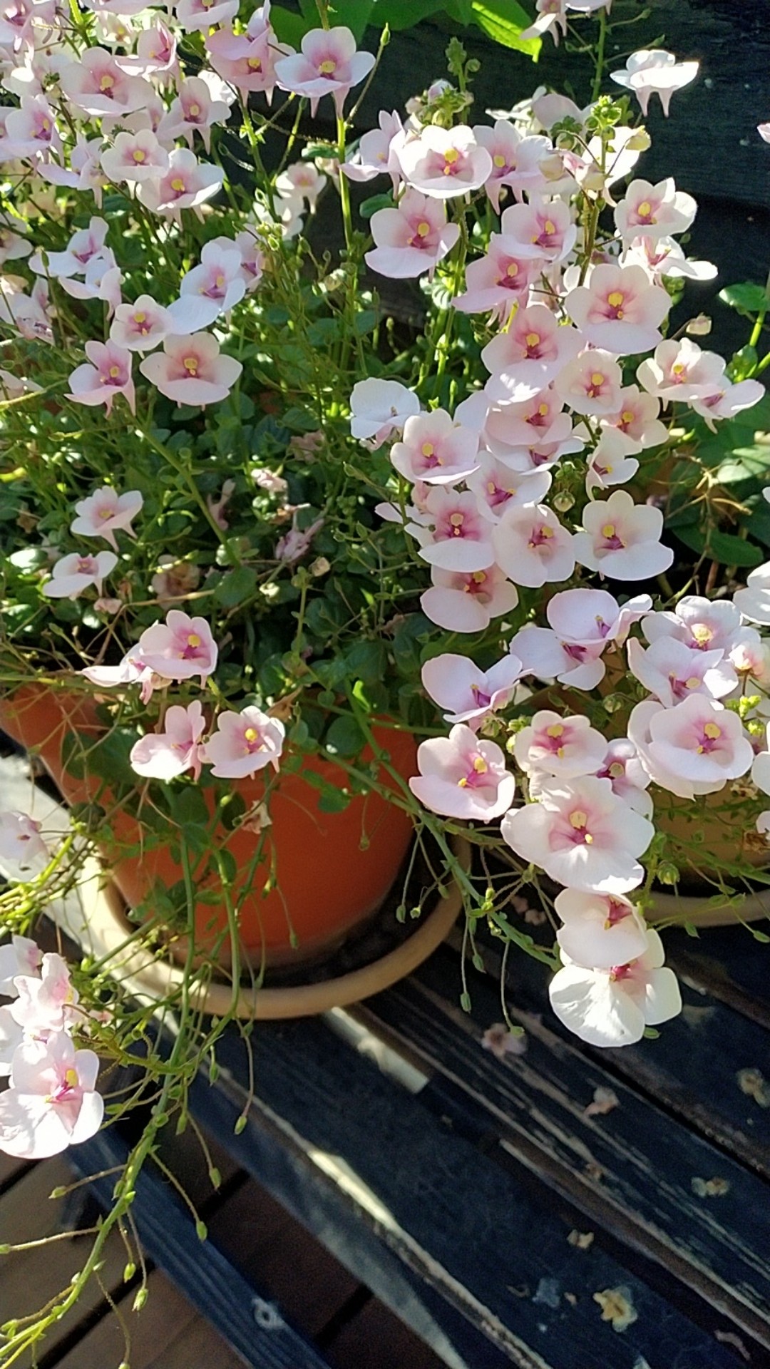 Diascia barberae - PictureThis