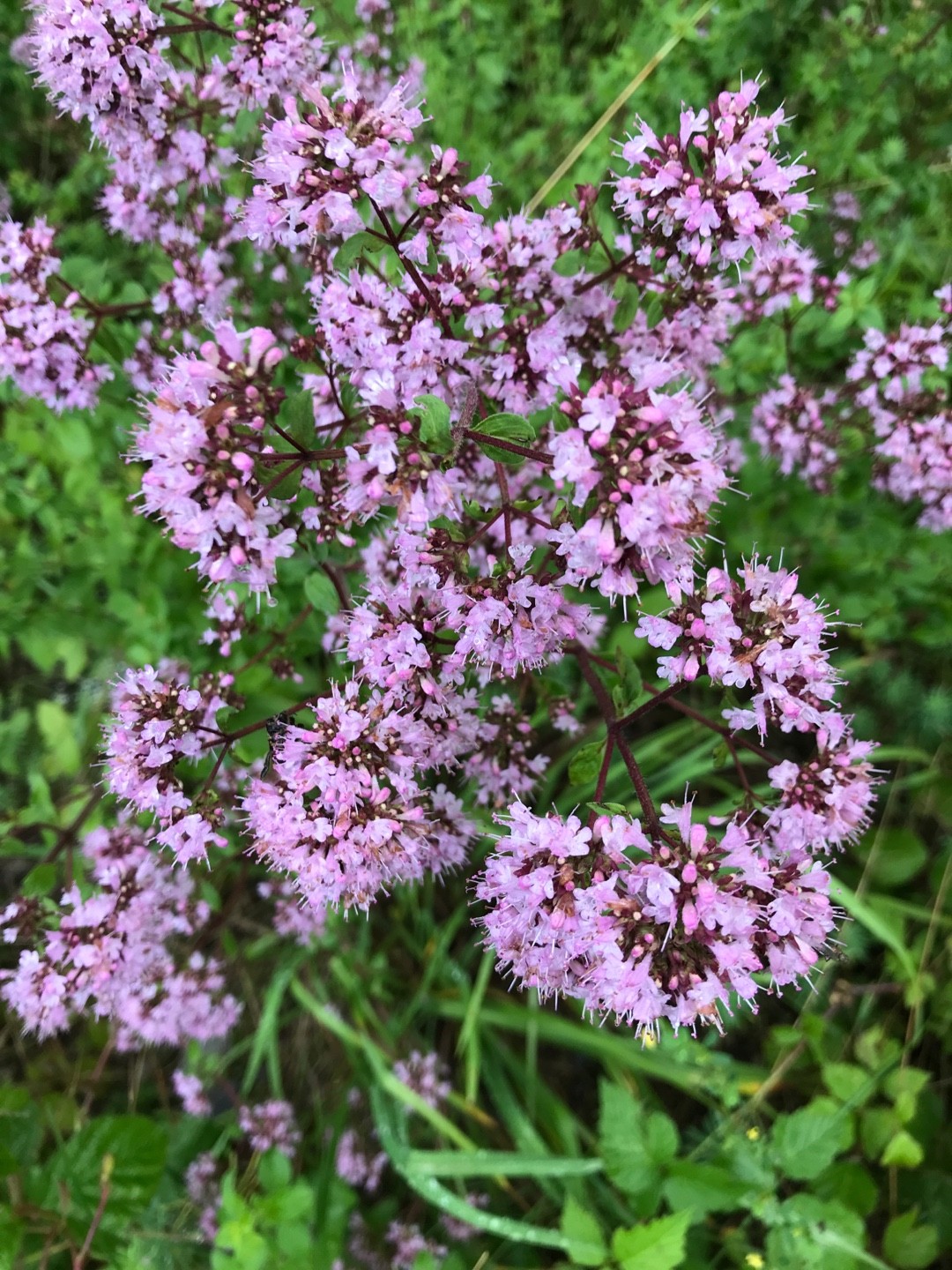 Origanum laevigatum - PictureThis