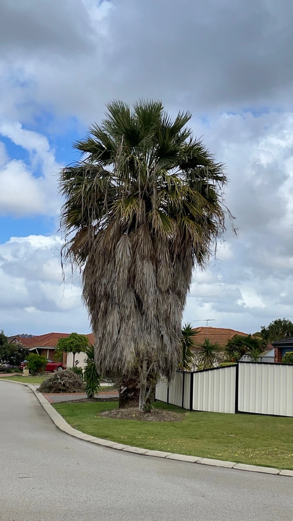 Brahea Flower, Leaf, Care, Uses - PictureThis