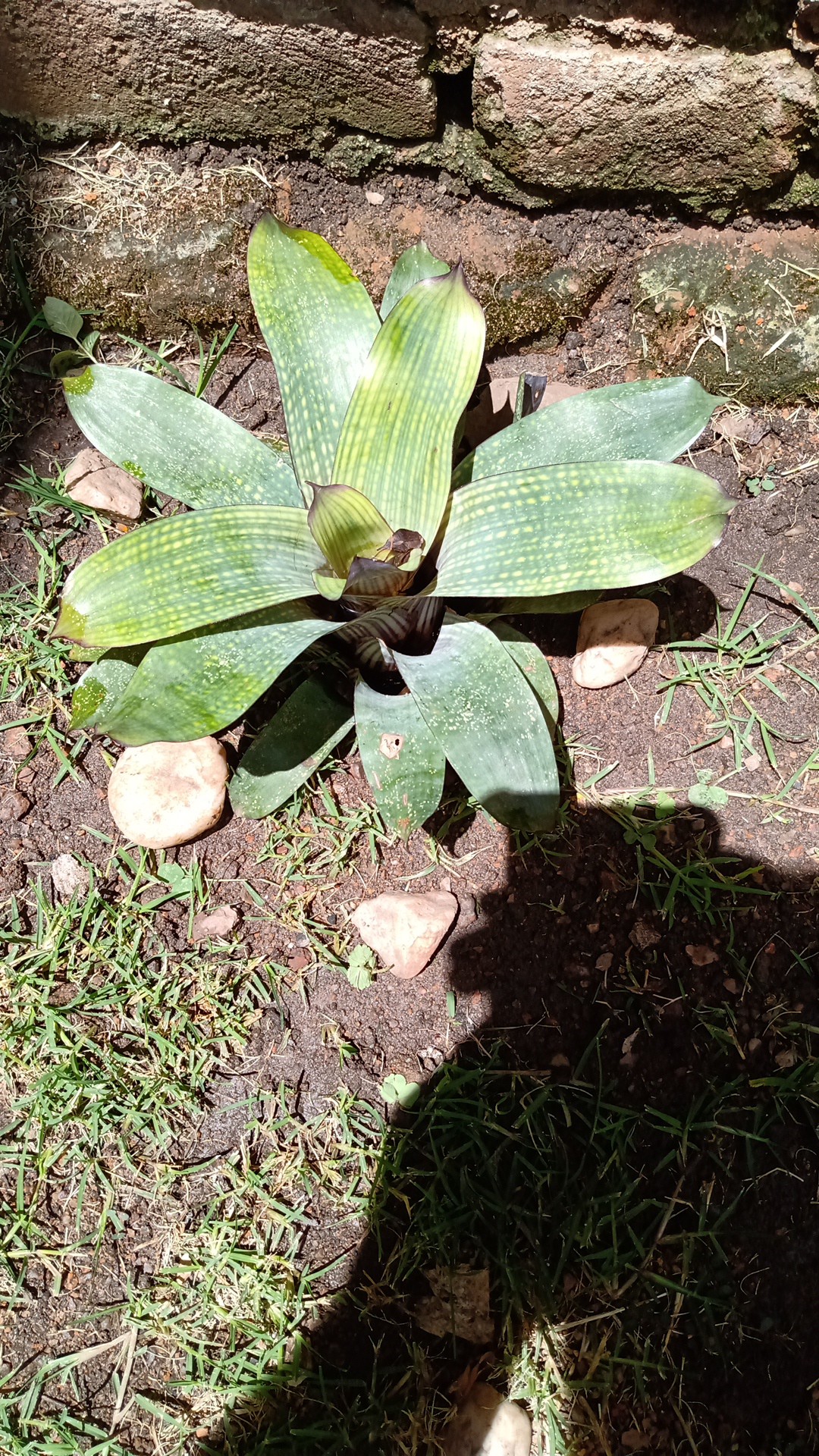 🌿 ¿Cómo trasplantar Vriesia gigante? (Época ideal, métodos y cuidados ...