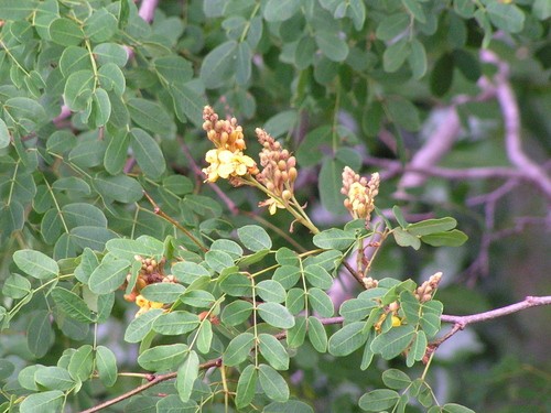Caesalpinia sclerocarpa - PictureThis