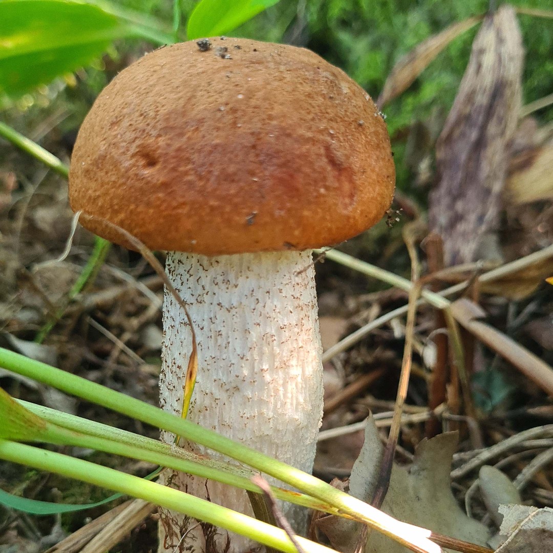 Leccinum - PictureThis