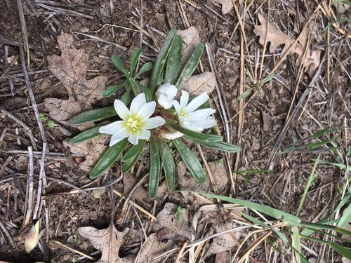 Lewisia brachycalyx - PictureThis