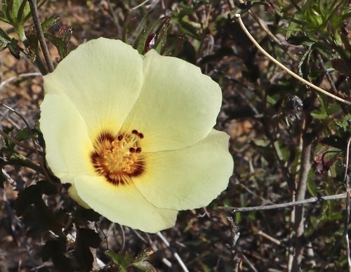 Desert rosemallow (Hibiscus coulteri) - PictureThis
