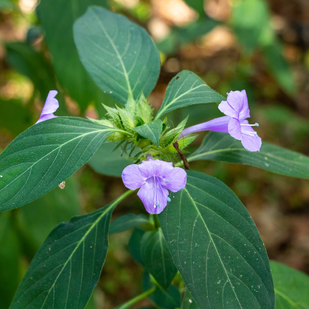 Barleria cristata (Barleria cristata) - PictureThis