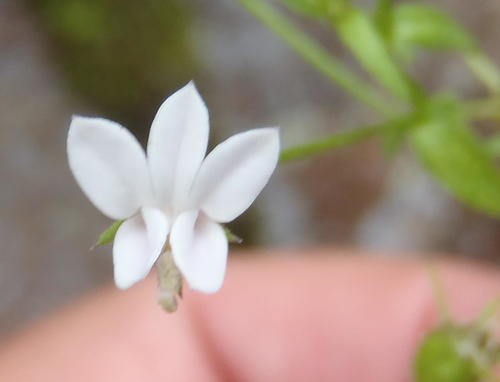 Monopsis alba - PictureThis