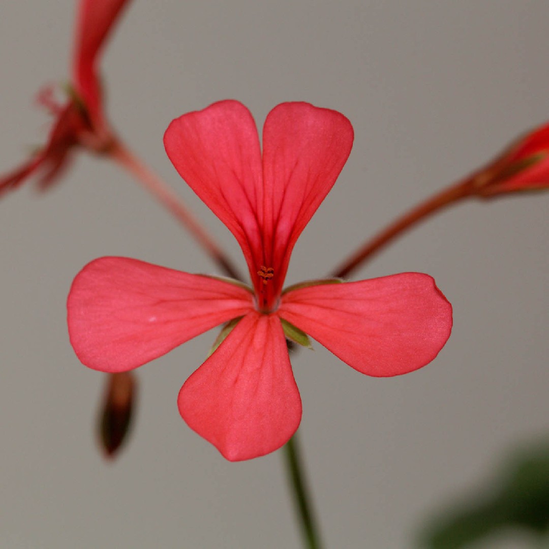 Pelargonium - PictureThis