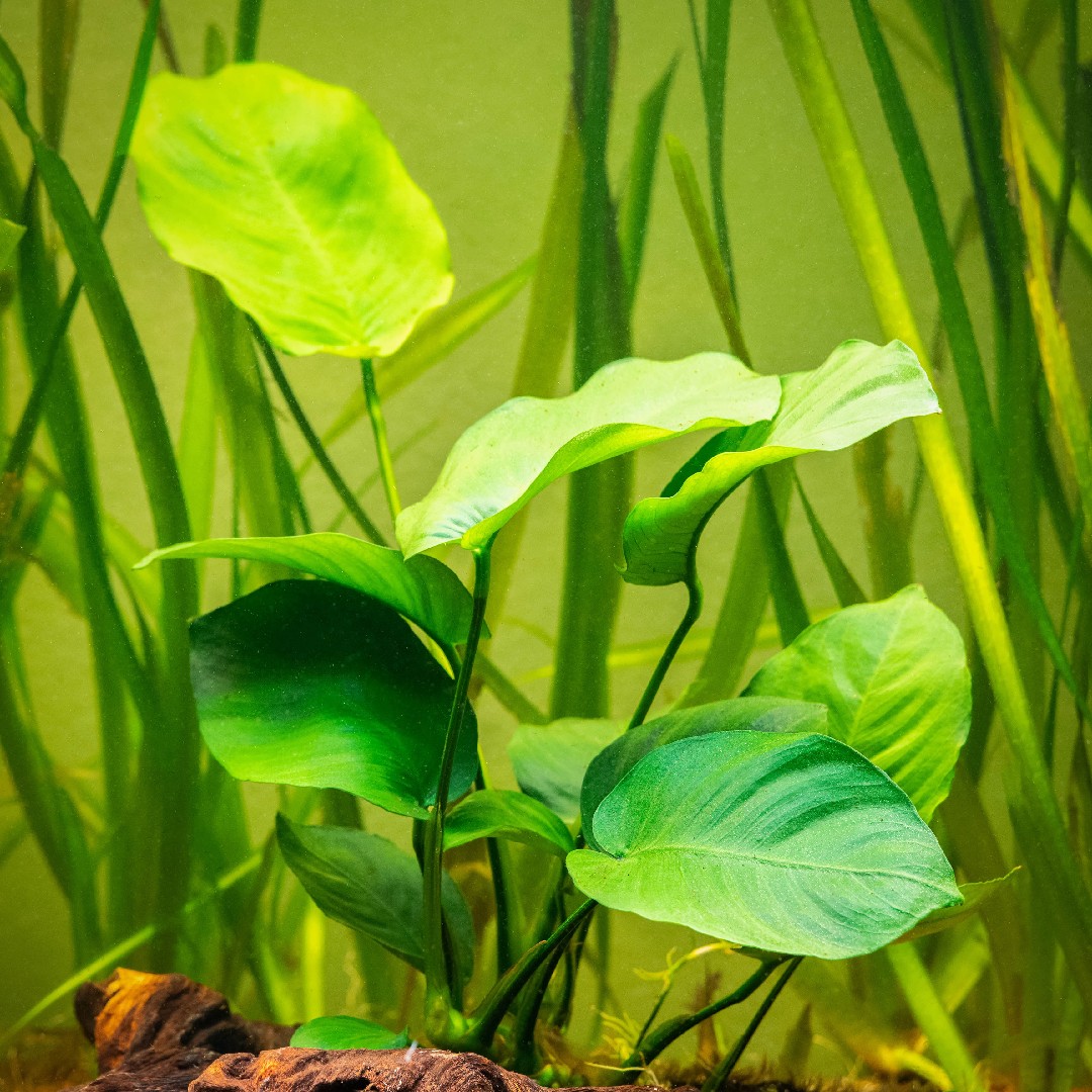 Anubias - PictureThis