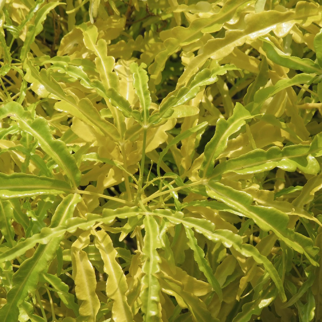 Melicope Care (Watering, Fertilize, Pruning, Propagation) - PictureThis