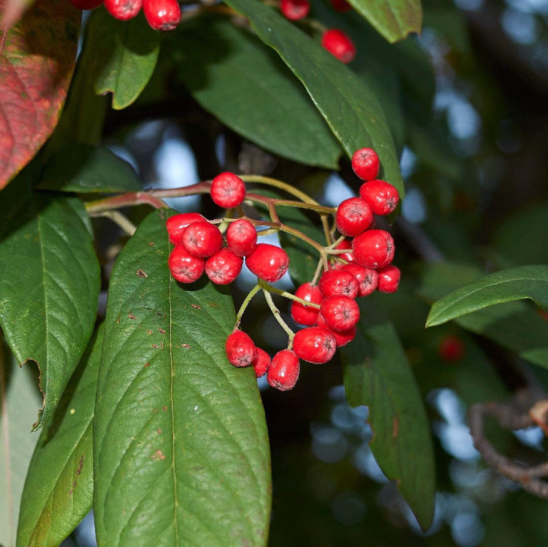 Cotoneaster Care (Watering, Fertilize, Pruning, Propagation) - PictureThis