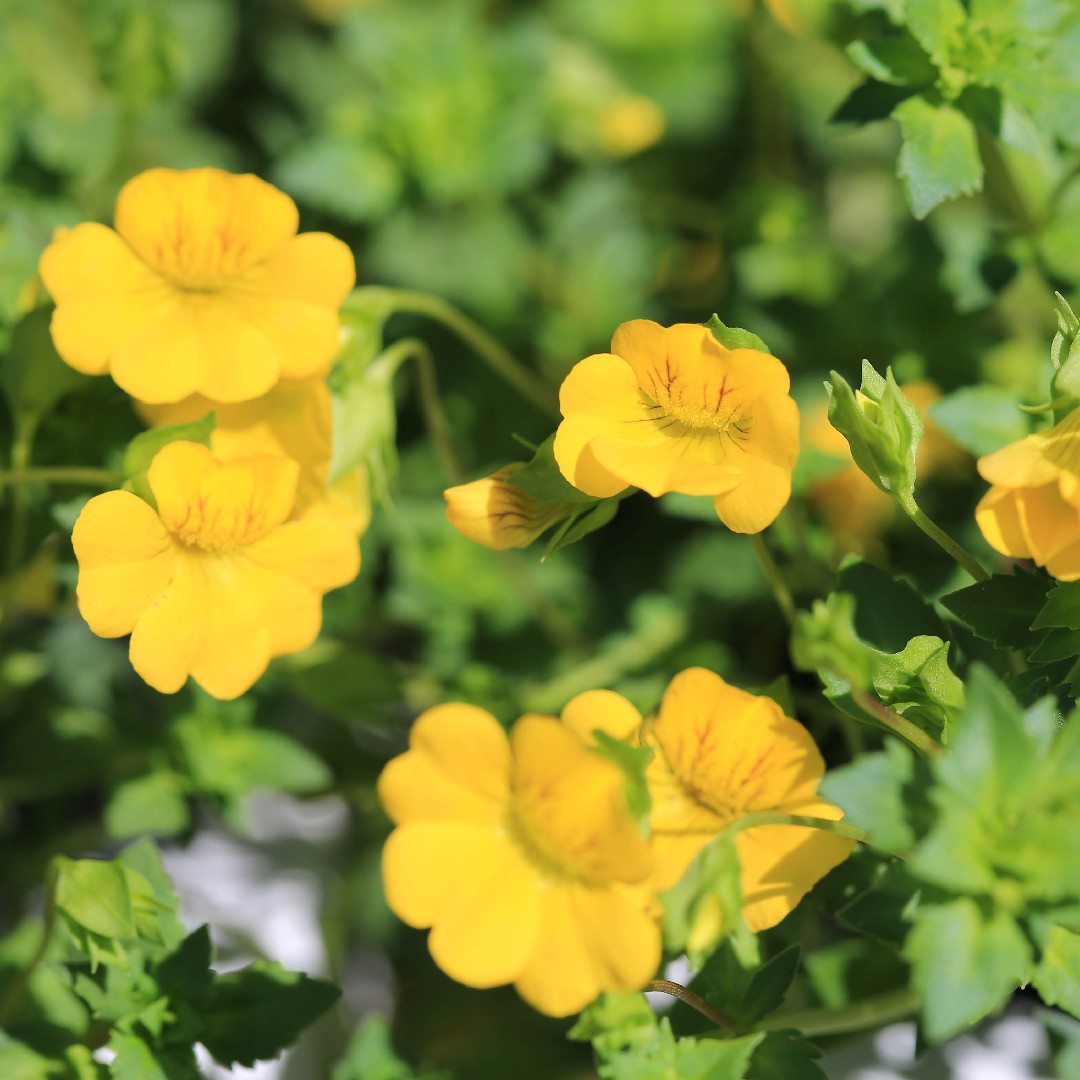 Mecardonia - PictureThis