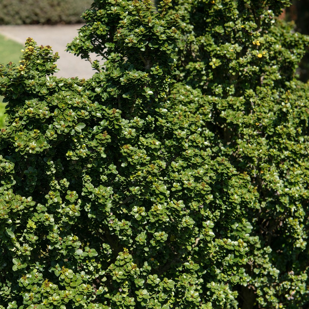 Ilex crenata 'Dwarf pagoda' 照顧，種植，繁殖，開花時間 - PictureThis