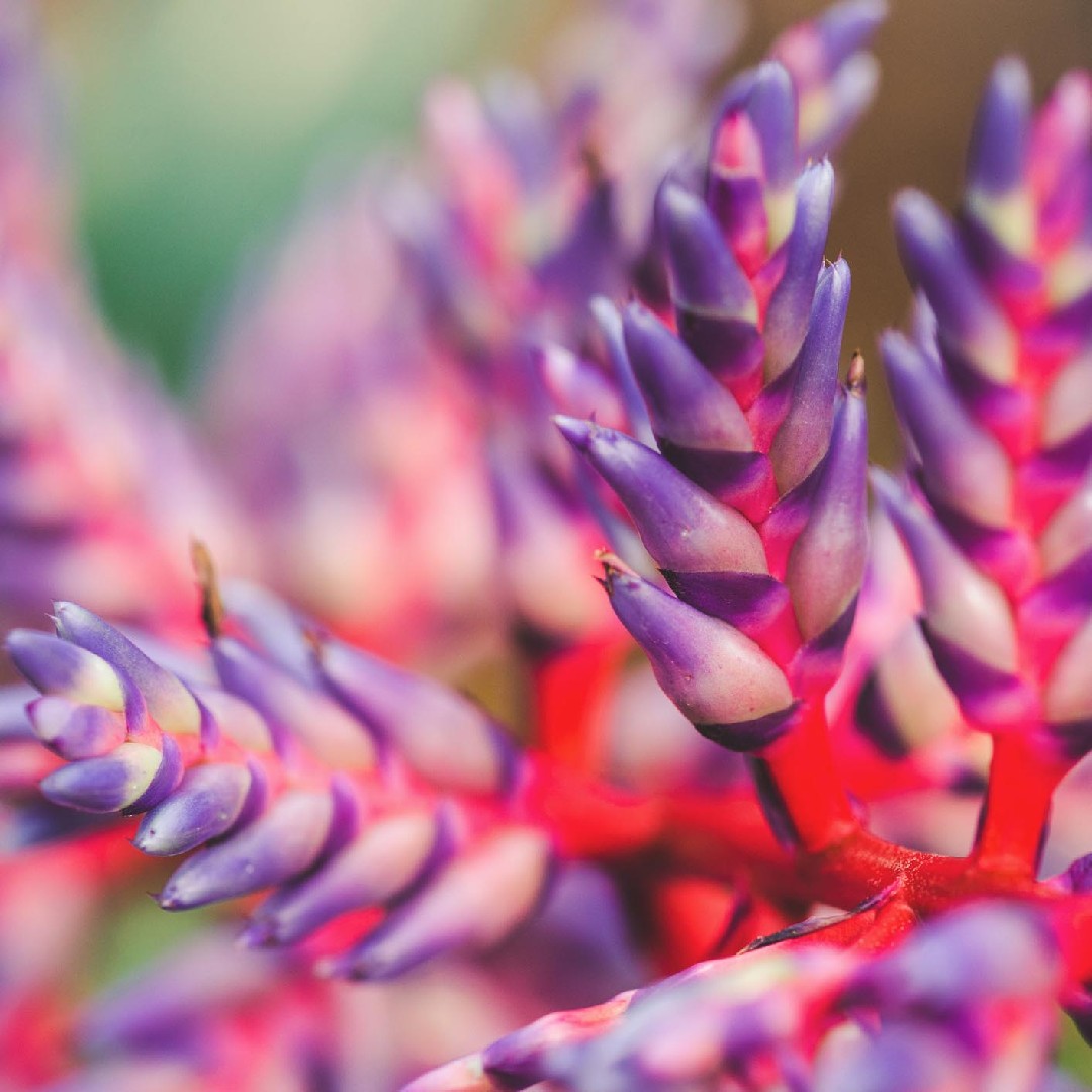 Aechmea Care (Watering, Fertilize, Pruning, Propagation) - PictureThis