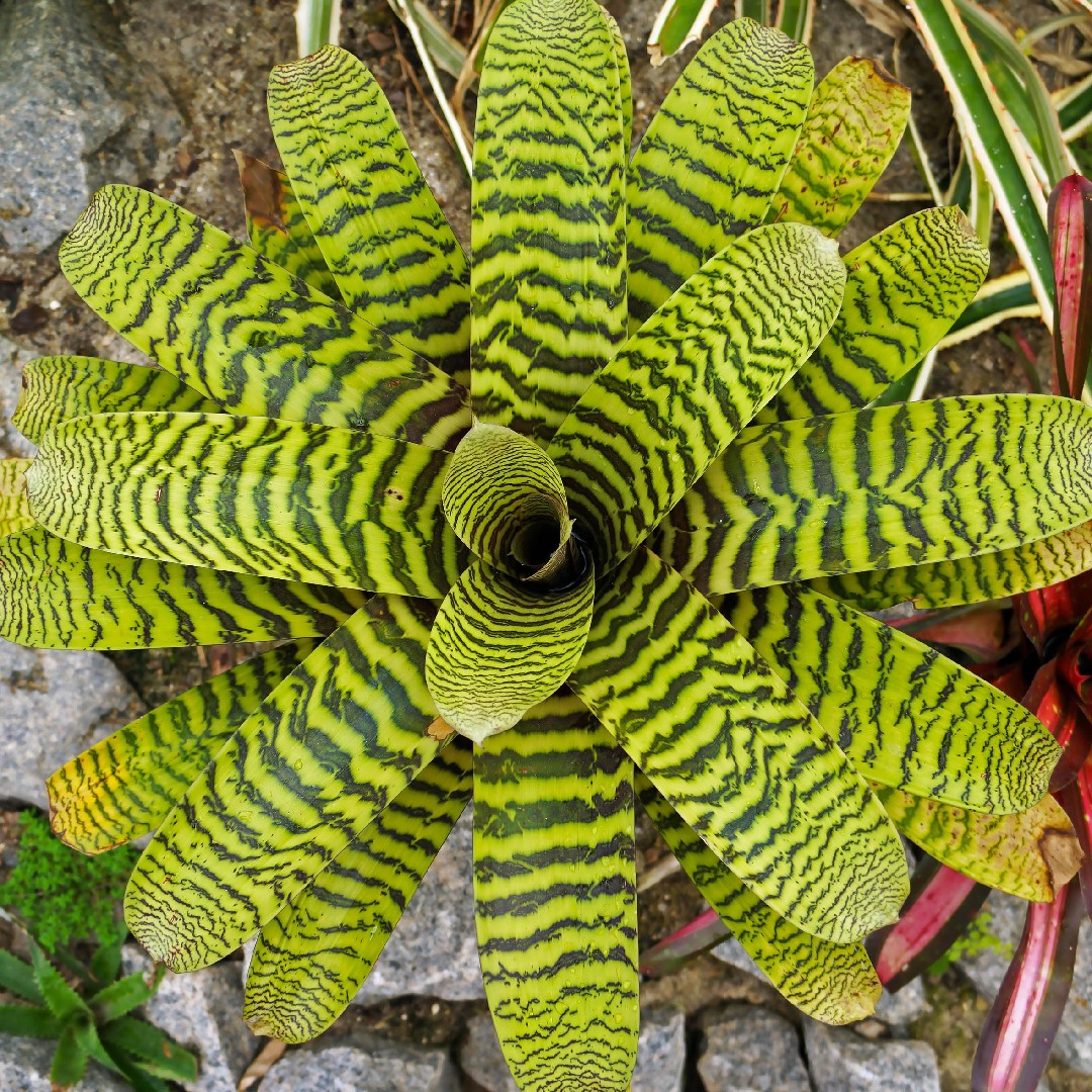 Vriesea hieroglyphica - PictureThis