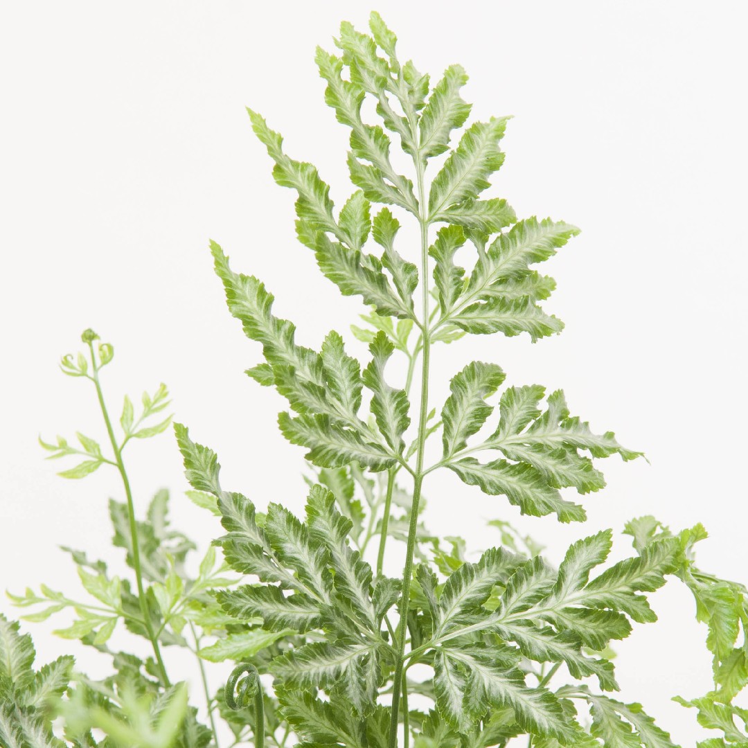 Pteris - PictureThis