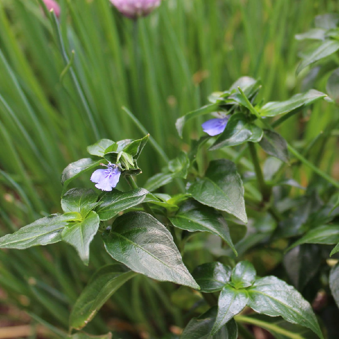 Rungia Flower, Leaf, Care, Uses - PictureThis