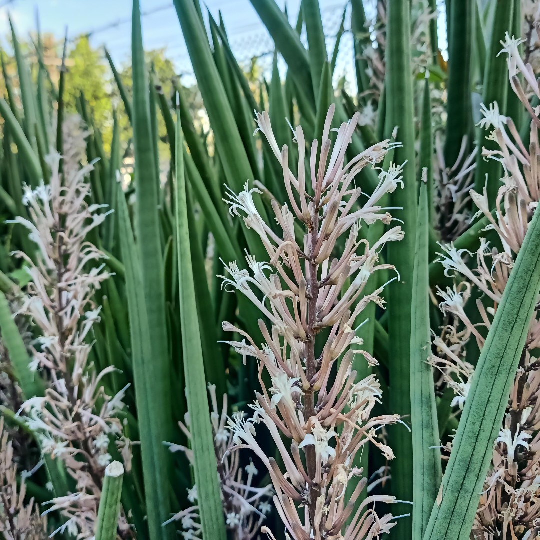 How to Grow and Care for Elephant tusks plant