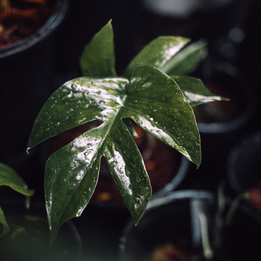 Amydrium Care (Watering, Fertilize, Pruning, Propagation) - PictureThis