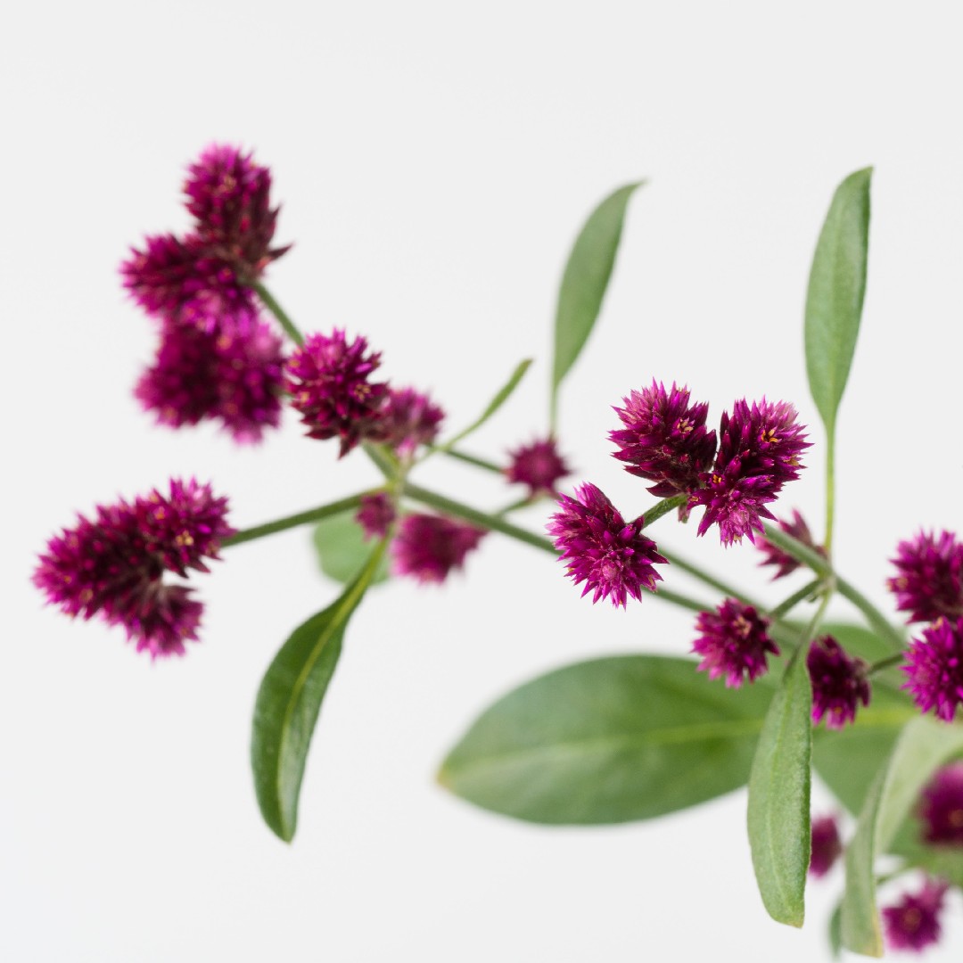 Joseph's coat (Alternanthera) Flower, Leaf, Care, Uses - PictureThis