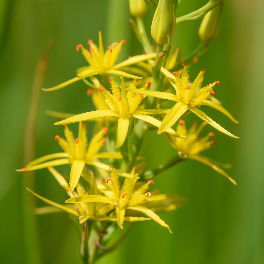 Asphodel (Narthecium) Flower, Leaf, Care, Uses - PictureThis