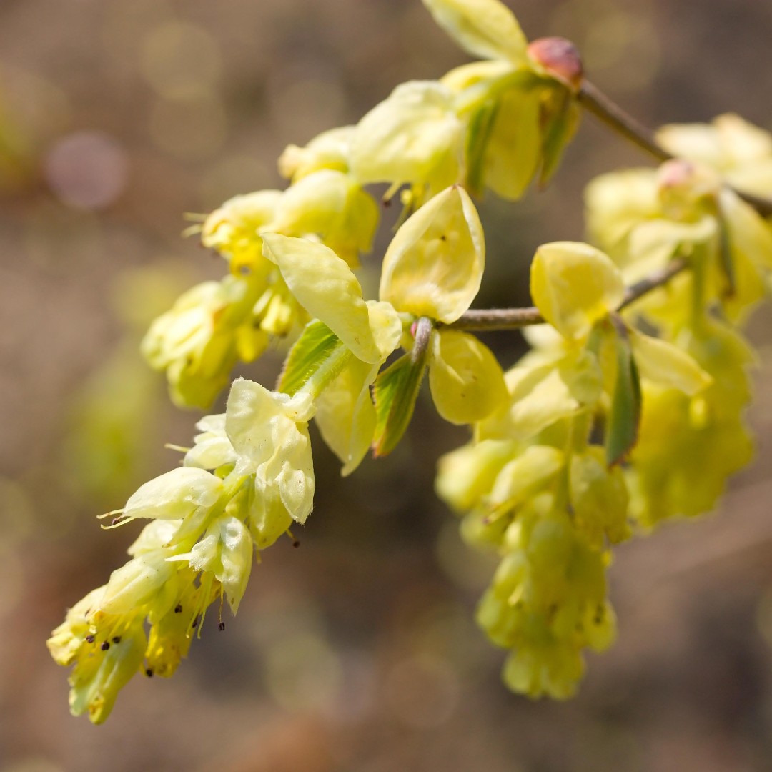 Corylopsis spicata - PictureThis