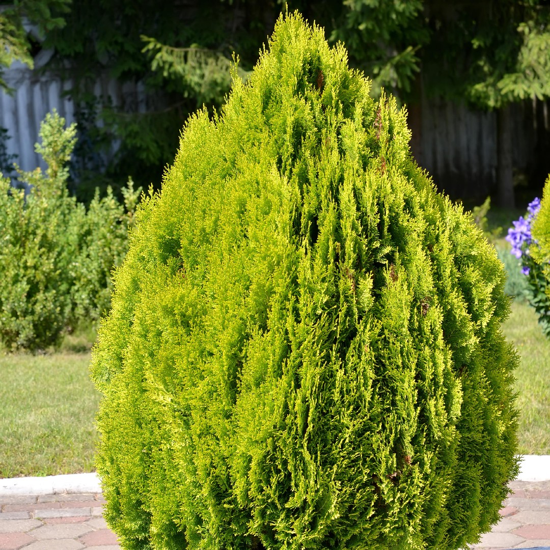 Cypress (Cupressaceae) Flower, Leaf, Care, Uses - PictureThis