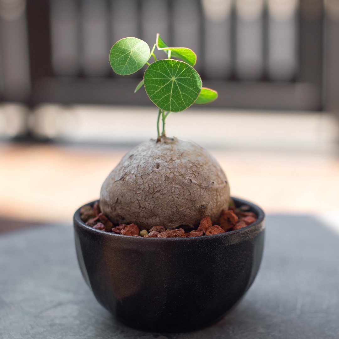 Stephania pierrei - PictureThis