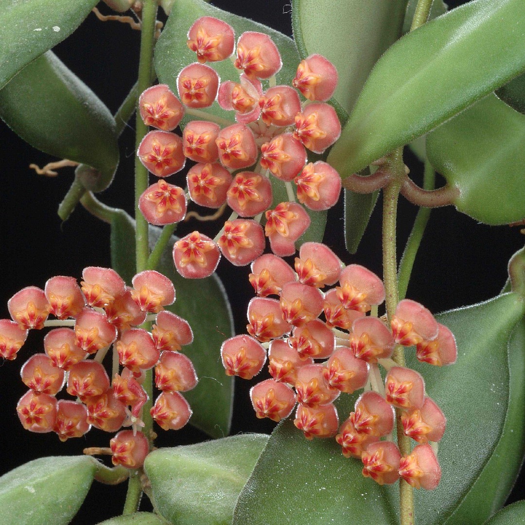 Hoya bilobata - PictureThis