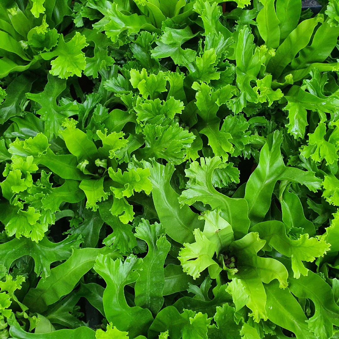 Helechos perejil (Asplenium) - PictureThis