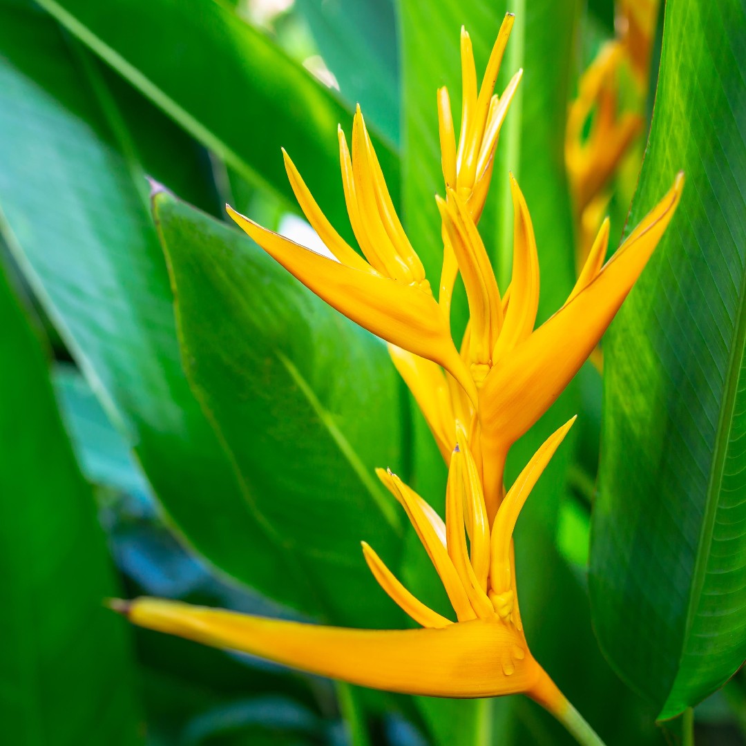 헬리코니아속 (Heliconia) - PictureThis