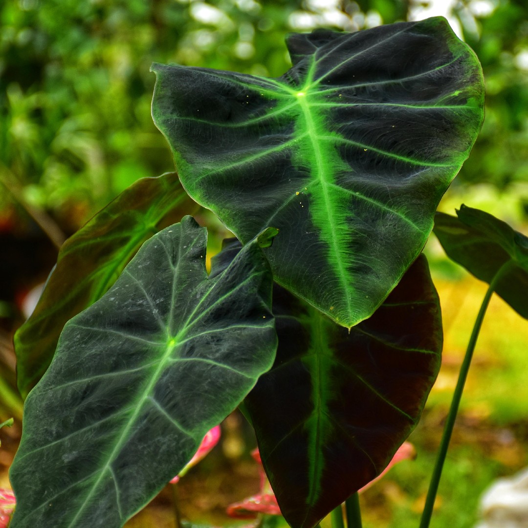 Colocasia Care (Watering, Fertilize, Pruning, Propagation) - PictureThis