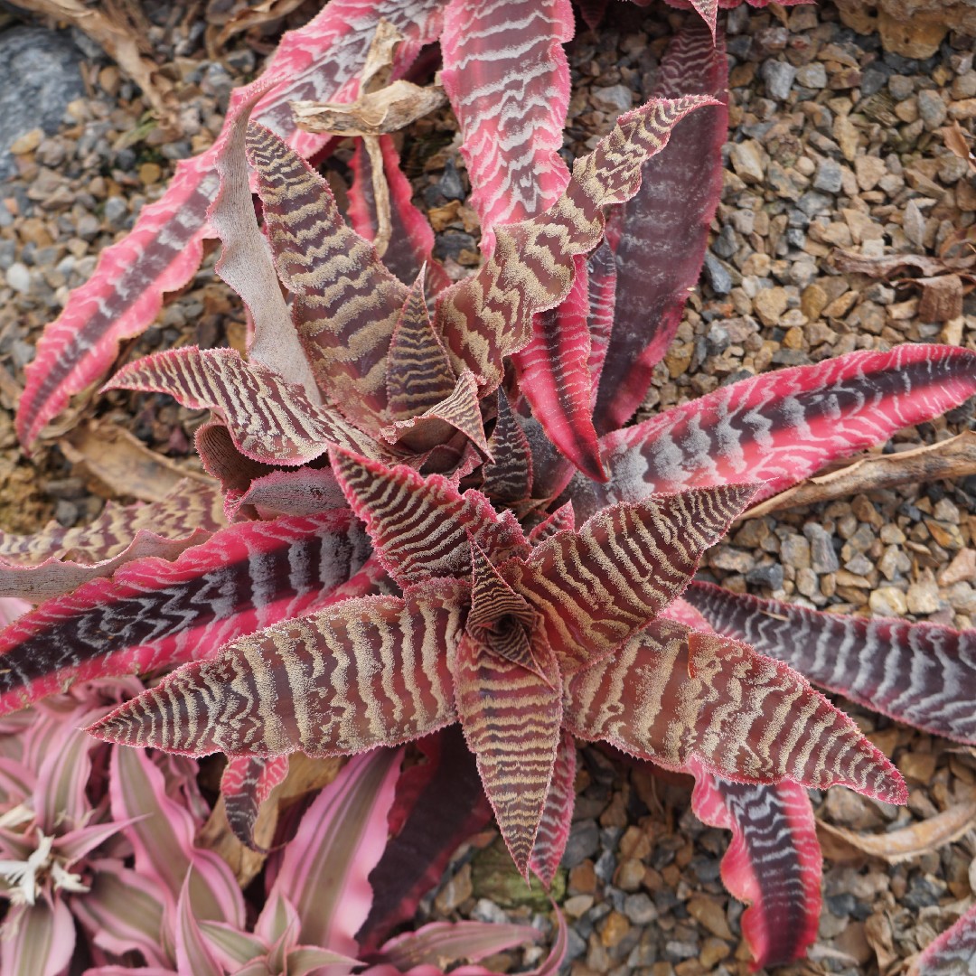 Earth star (Cryptanthus) Flower, Leaf, Care, Uses - PictureThis