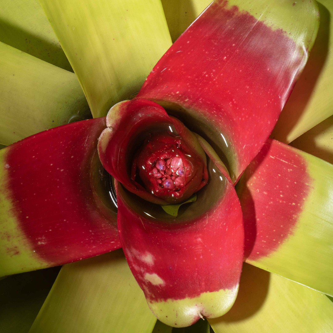 Neoregelia Flower, Leaf, Care, Uses - PictureThis