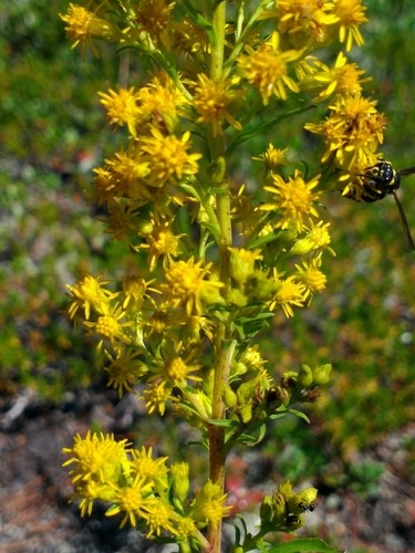 Solidago puberula - PictureThis